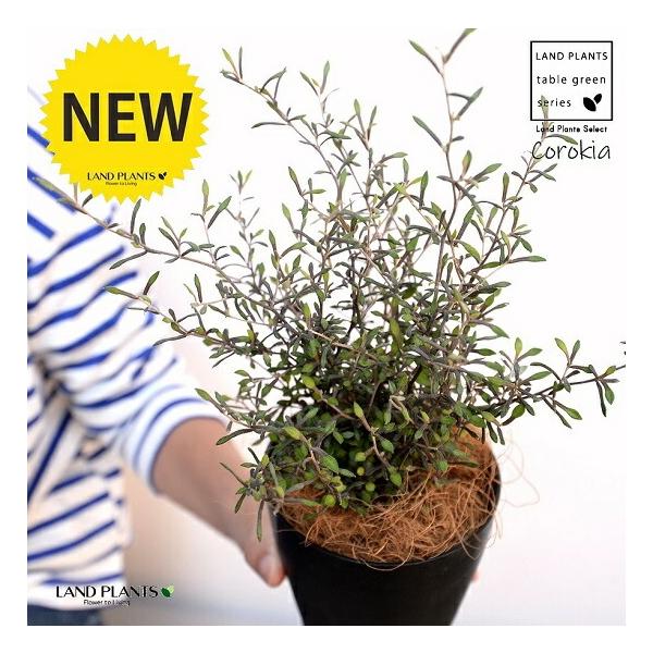 商品発送元：LAND PLANTSフラワー・ガーデニング●植替え不要　●ココファイバー付き　●鉢カバー付き『 ニュージーランド原産のちょっと変わった植物 』　黒色の枝がオブジェのようです◎お試しサイズの４号です。Garden green s...