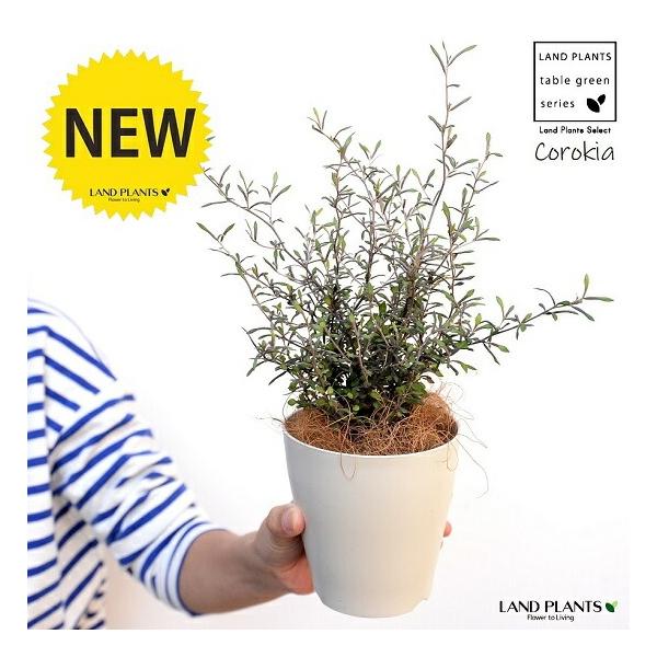 商品発送元：LAND PLANTSフラワー・ガーデニング●植替え不要　●ココファイバー付き　●鉢カバー付き『 ニュージーランド原産のちょっと変わった植物 』　黒色の枝がオブジェのようです◎お試しサイズの４号です。Garden green s...