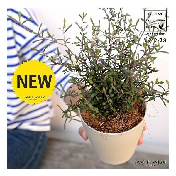 商品発送元：LAND PLANTSフラワー・ガーデニング●植替え不要　●ココファイバー付き　●鉢カバー付き『 ニュージーランド原産のちょっと変わった植物 』　黒色の枝がオブジェのようです◎お試しサイズの４号です。Garden green s...