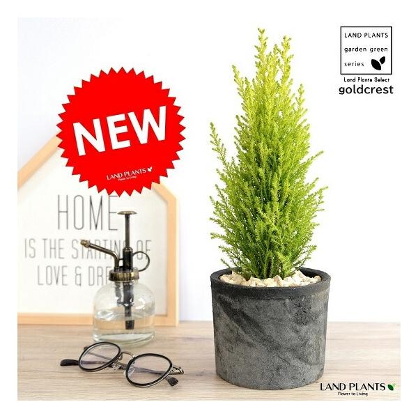 商品発送元：LAND PLANTSフラワー・ガーデニング病害虫も少なく強い種類の樹です。　　    　　   成長すると10ｍを越す高木となり、                             　　　　   お庭のシンボルツリーとし...