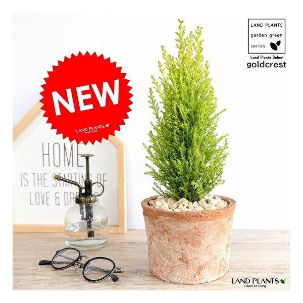 商品発送元：LAND PLANTSフラワー・ガーデニング病害虫も少なく強い種類の樹です。　　    　　   成長すると10ｍを越す高木となり、                             　　　　   お庭のシンボルツリーとし...