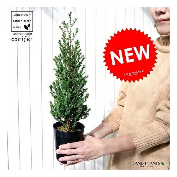 商品発送元：LAND PLANTSフラワー・ガーデニング病害虫も少なく強い種類の樹です。　　    　　   成長すると4ｍを越す高木となり、                             　　　　   お庭のシンボルツリーとして...