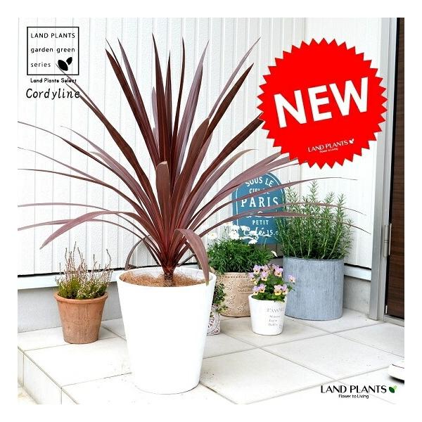 商品発送元：LAND PLANTSフラワー・ガーデニング●植替え不要　●ココファイバ付き　●育て方カード付『スタイリッシュ』『シンボルツリー』『アクセントグリーン』 『幹上がりの美しい樹形　赤葉の美しい品種レッドスター』 大人気商品です!!...