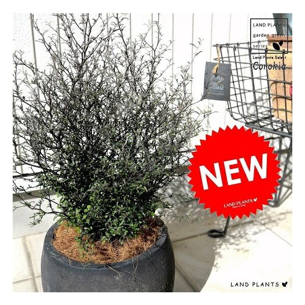 商品発送元：LAND PLANTSフラワー・ガーデニング*お水をあげれば・ぐんぐん成長します！*　　　冬も外でOK♪『 シックなコロキア　テラコッタセットでお庭にアクセントを♪ 』植替えいらずが◎ ★新築お祝い用として　絶大な人気を頂戴いた...