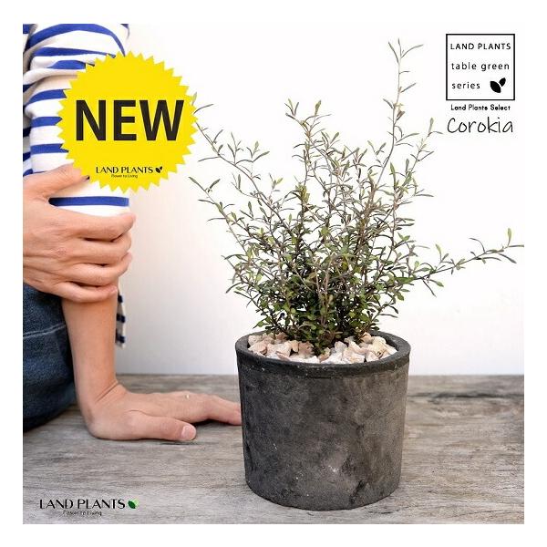 商品発送元：LAND PLANTSフラワー・ガーデニングニュージーランド原産のちょっと変わった植物【コロキア】黒枝と銀色の小さな葉っぱがポイント！