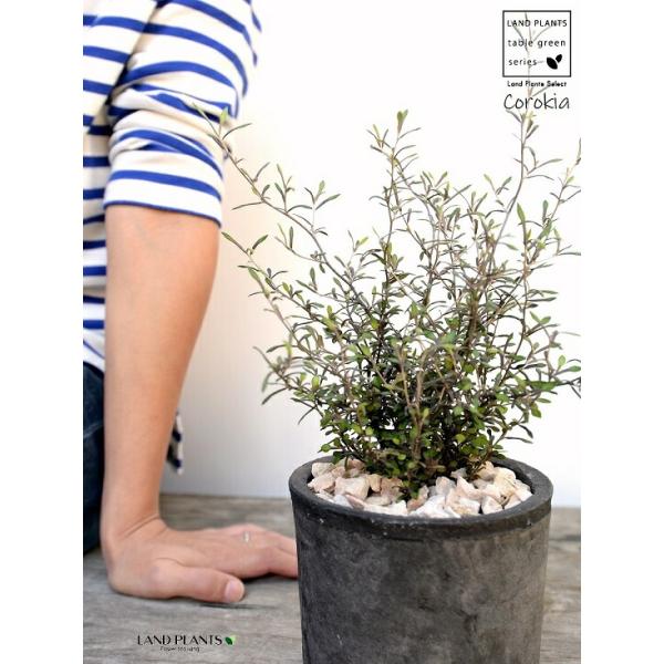 商品発送元：LAND PLANTSフラワー・ガーデニングニュージーランド原産のちょっと変わった植物【コロキア】黒枝と銀色の小さな葉っぱがポイント！