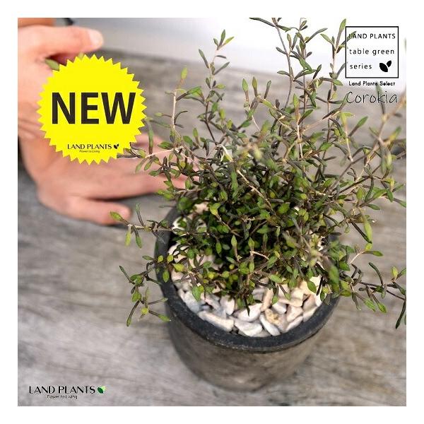 商品発送元：LAND PLANTSフラワー・ガーデニングニュージーランド原産のちょっと変わった植物【コロキア】 黒枝と銀色の小さな葉っぱがポイント！