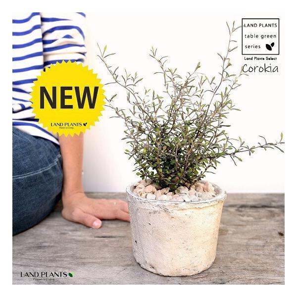 商品発送元：LAND PLANTSフラワー・ガーデニングニュージーランド原産のちょっと変わった植物【コロキア】黒枝と銀色の小さな葉っぱがポイント！