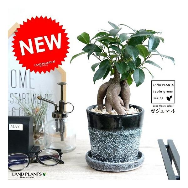 商品発送元：LAND PLANTSフラワー・ガーデニング
