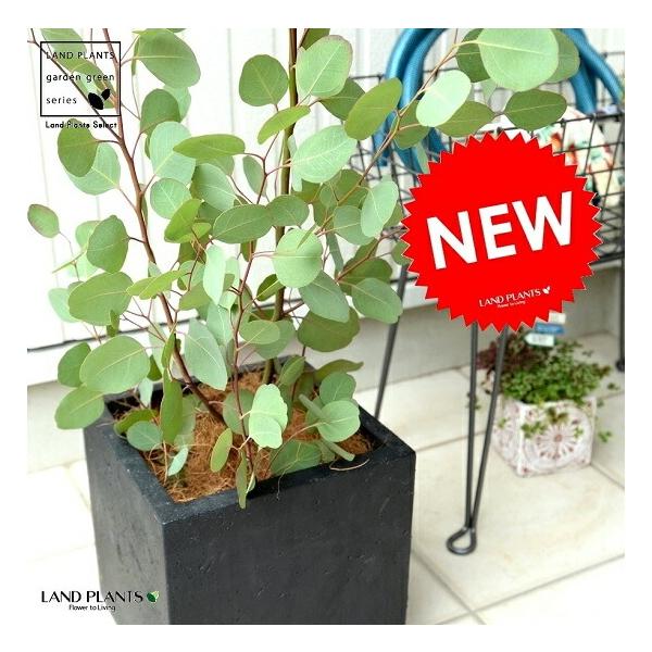 商品発送元：LAND PLANTSフラワー・ガーデニング『癒し効果』『空気清浄』『温度調節』『 可愛らしい葉っぱの樹　コアラも大好きなユーカリの木です 』Garden green series花言葉：『再生』『新生』『思い出』『記憶』『慰め...