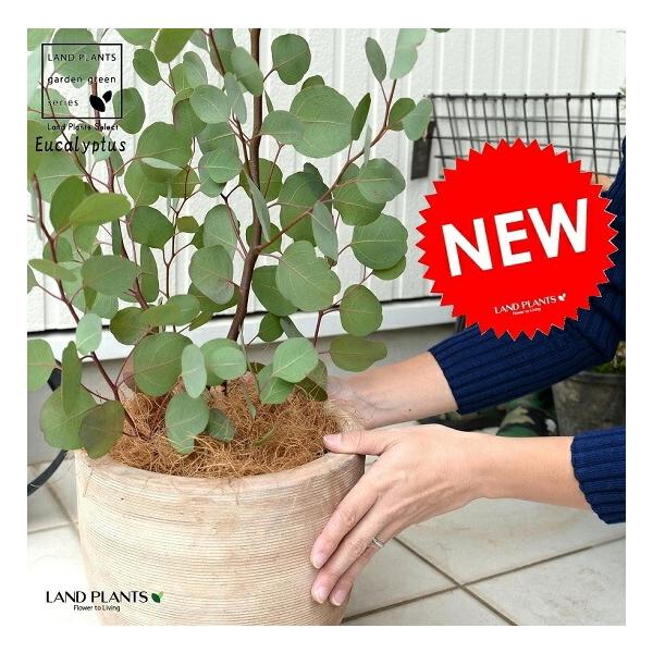 商品発送元：LAND PLANTSフラワー・ガーデニング『癒し効果』『空気清浄』『温度調節』『 可愛らしい葉っぱの樹　コアラも大好きなユーカリの木です 』Garden green series花言葉：『再生』『新生』『思い出』『記憶』『慰め...
