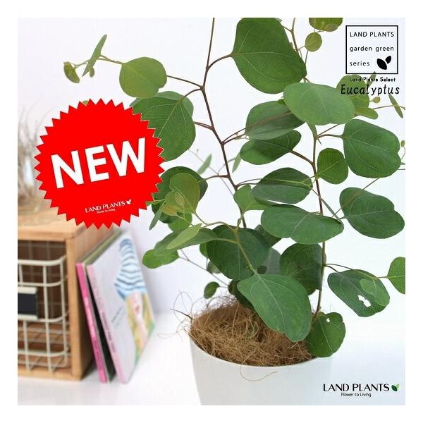 商品発送元：LAND PLANTSフラワー・ガーデニング病害虫も少なく強い種類の樹です。　　ユーカリに含まれる製油（ユーカリ油）には殺菌・解毒・鎮痛・防虫作用があるといわれています。　　　　お庭のシンボルツリーとして使われることが多いです。...