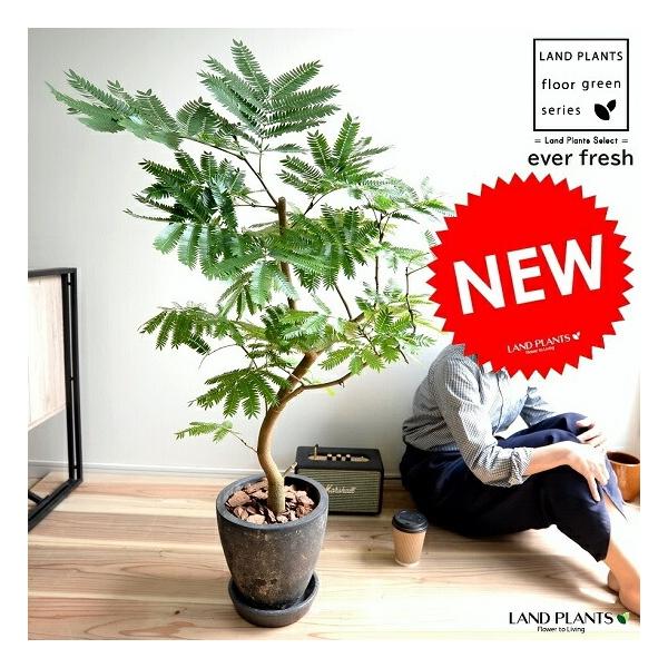 商品発送元：LAND PLANTSフラワー・ガーデニング●植替え不要　●受け皿付属　●バークチップ　●育て方カード付『 清潔感あふれるお洒落なグリーン　お部屋の印象ＵＰ↑　陶器のよう高品質のプラスチック鉢が◎ 』「当店 人気の観葉植物！　ね...