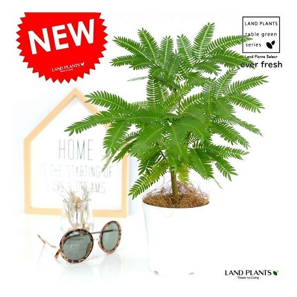 商品発送元：LAND PLANTSフラワー・ガーデニングネムの木の一種で、夜になると葉を閉じます。『 お手ごろ価格☆オシャレな観葉植物　　カフェや雑誌で見かける人気植物♪ 』　　　　　　　テーブルやキッチンカウンターにピッタリサイズです♪ ...