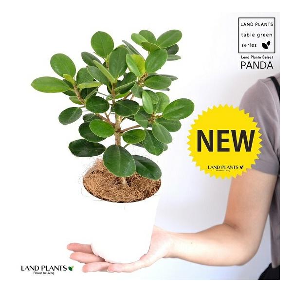商品発送元：LAND PLANTSフラワー・ガーデニング『 存在感バツグン！　デスクの上で 可愛いパンダガジュマルを育てませんか？ 』オブジェの様な植物です！　　　　欧米では大人気のインテリアグリーンです♪table green series　　
