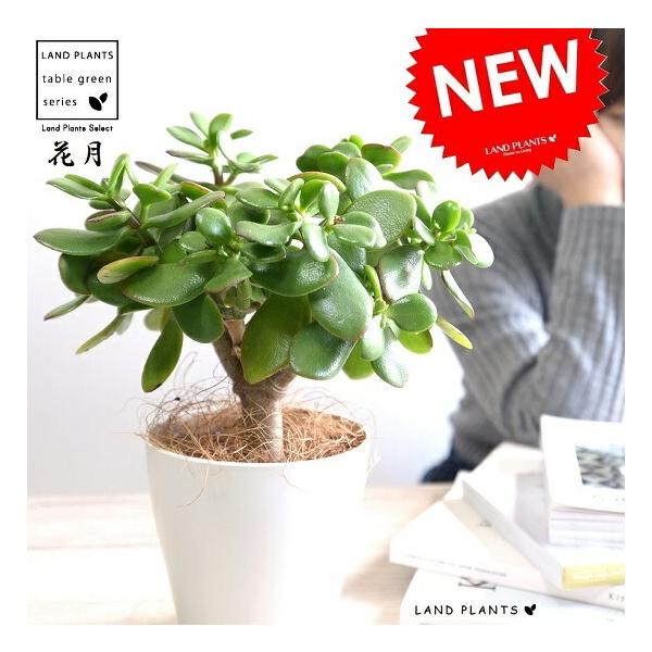 商品発送元：LAND PLANTSフラワー・ガーデニング　　　　　　　乾燥に強い植物なので、長期の旅行でもヘッチャラです♪専用の土を使い一つずつ植え込んでお届けいたします。