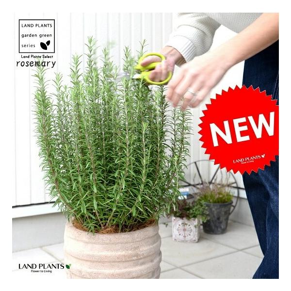 商品発送元：LAND PLANTSフラワー・ガーデニング*お水をあげれば・ぐんぐん成長します！*　　　冬も外でOK♪『 爽やかな香りのローズマリー　テラコッタセットでお庭にアクセントを♪ 』植替えいらずが◎ 　