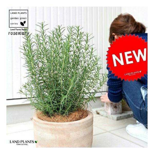 商品発送元：LAND PLANTSフラワー・ガーデニング*お水をあげれば・ぐんぐん成長します！*　　　冬も外でOK♪『 爽やかな香りのローズマリー　テラコッタセットでお庭にアクセントを♪ 』植替えいらずが◎ ●虫よけ効果あり！　●お料理に使...