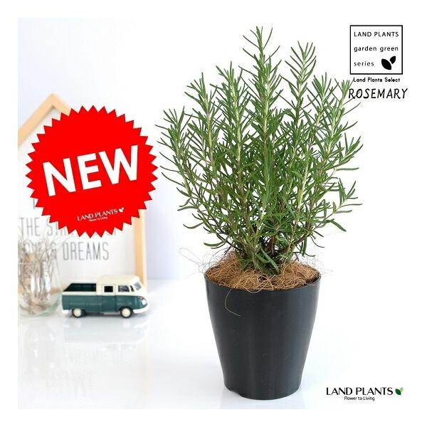 商品発送元：LAND PLANTSフラワー・ガーデニング●植替え不要　●ココファイバー付き　●白鉢カバー付き『 オシャレなローズマリーを育てませんか？　ベランダやお庭に素敵なワンポイントを！ 』　爽やかな香りが特徴のハーブです！丈夫で育てや...