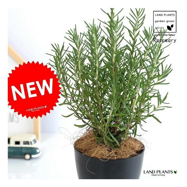 商品発送元：LAND PLANTSフラワー・ガーデニング●植替え不要　●ココファイバー付き　●白鉢カバー付き『 オシャレなローズマリーを育てませんか？　ベランダやお庭に素敵なワンポイントを！ 』　爽やかな香りが特徴のハーブです！丈夫で育てや...