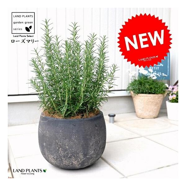 商品発送元：LAND PLANTSフラワー・ガーデニング*お水をあげれば・ぐんぐん成長します！*　　　冬も外でOK♪『 爽やかな香りのローズマリー　テラコッタセットでお庭にアクセントを♪ 』植替えいらずが◎ ●虫よけ効果あり！　●お料理に使...