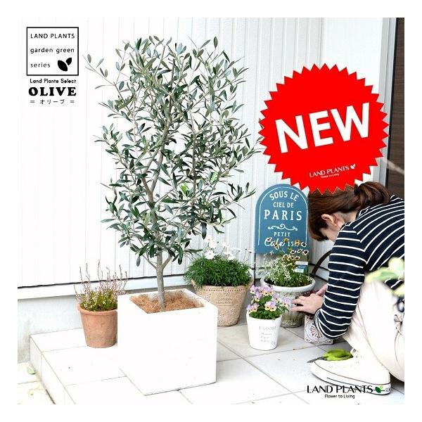 商品発送元：LAND PLANTSフラワー・ガーデニング●メッセージカード無料です。　●ラッピング無料です。●新居お祝いギフトに最適！● お引越しのお祝いとして大人気です！●植替え不要　●ココファイバー付き　●育て方カード付き『 オリーブの...