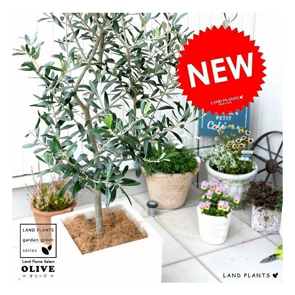 商品発送元：LAND PLANTSフラワー・ガーデニング●メッセージカード無料です。　●ラッピング無料です。●新居お祝いギフトに最適！● お引越しのお祝いとして大人気です！●植替え不要　●ココファイバー付き　●育て方カード付き『 オリーブの...