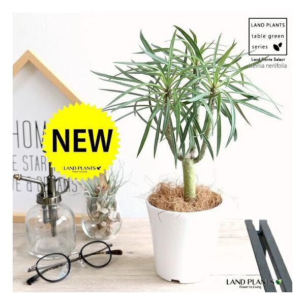 商品発送元：LAND PLANTSフラワー・ガーデニング