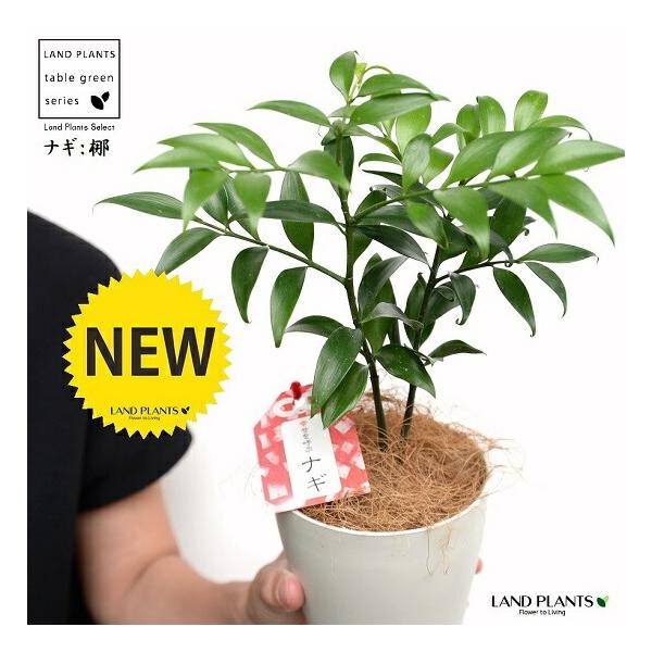 商品発送元：LAND PLANTSフラワー・ガーデニング『 熊野のご神木　とっても縁起の良い　ナギの苗木です♪  』　　　　　　　●メッセージカード無料です。　●ラッピング無料です。●合格祈願に最適！*プレゼントにもってこい* おすすめです...