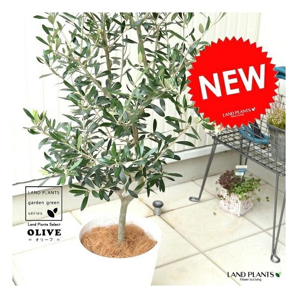 商品発送元：LAND PLANTSフラワー・ガーデニング●メッセージカード無料です。　●ラッピング無料です。●新居お祝いギフトに最適！● お引越しのお祝いとして大人気です！●植替え不要　●ココファイバー付き　●育て方カード付き『 オリーブの...