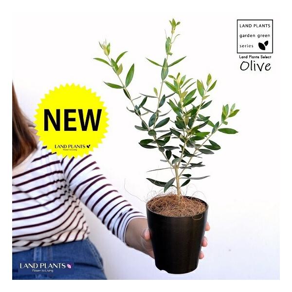商品発送元：LAND PLANTSフラワー・ガーデニング病害虫も少なく強い種類の樹です。　　    　　   少しずつ成長します！                             　　　　   大人気のオリーブの樹の苗木です。◎ 地...