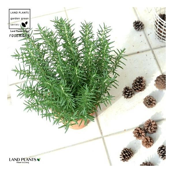 商品発送元：LAND PLANTSフラワー・ガーデニング*お水をあげれば・ぐんぐん成長します！*　　　冬も外でOK♪『 爽やかな香りのローズマリー　テラコッタセットでお庭にアクセントを♪ 』植替えいらずが◎ ●虫よけ効果あり！　●お料理に使...