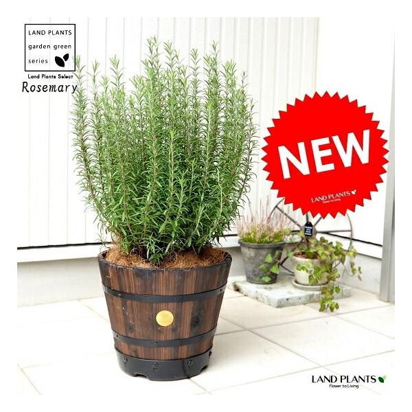 商品発送元：LAND PLANTSフラワー・ガーデニング*お水をあげれば・ぐんぐん成長します！*　　　冬も外でOK♪『 爽やかな香りのローズマリー　鉢底はプラス製で腐食しにくいハイブリット植木鉢♪ 』植替えいらずが◎ ●虫よけ効果あり！　●...