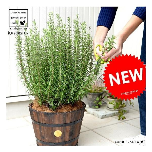 商品発送元：LAND PLANTSフラワー・ガーデニング*お水をあげれば・ぐんぐん成長します！*　　　冬も外でOK♪『 爽やかな香りのローズマリー　鉢底はプラス製で腐食しにくいハイブリット植木鉢♪ 』植替えいらずが◎ ●虫よけ効果あり！　●...