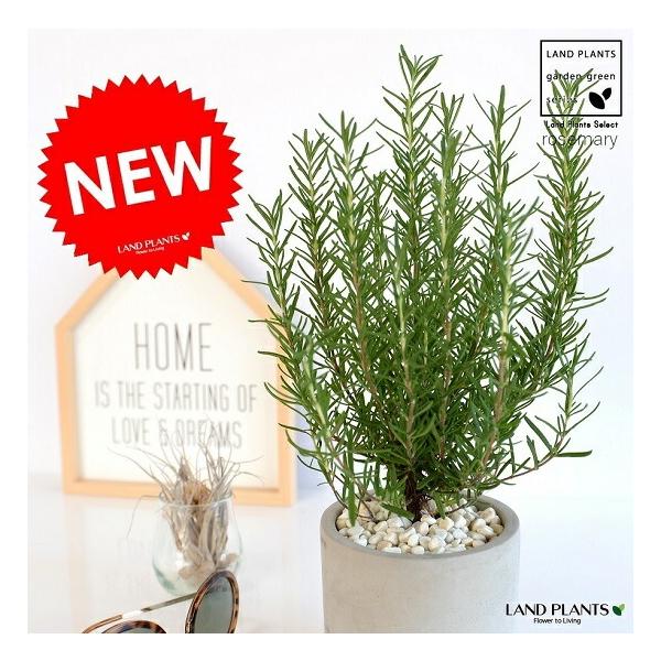 商品発送元：LAND PLANTSフラワー・ガーデニング●植替え不要　●天然石付き　●育て方カード付き『 オシャレなローズマリーを育てませんか？　ベランダやお庭に素敵なワンポイントを！ 』スタイリッシュセメント鉢に　こだわりの土を使い植え込...