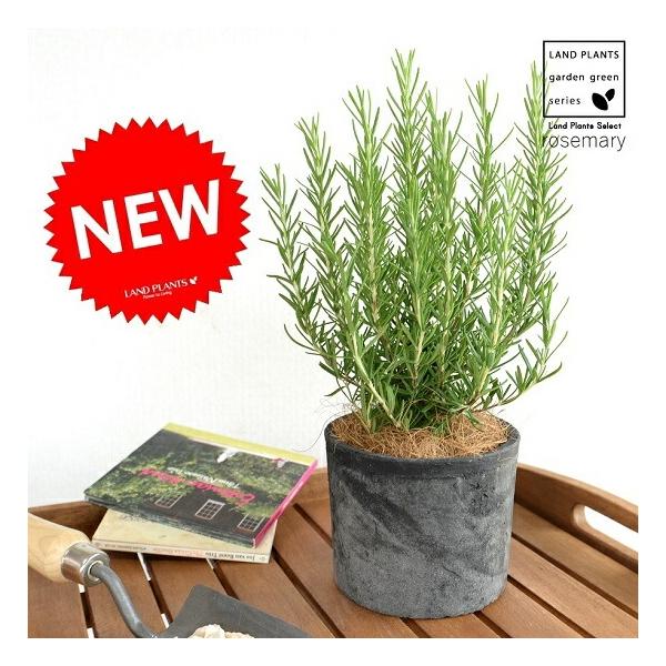 商品発送元：LAND PLANTSフラワー・ガーデニング●植替え不要　●ヤシ繊維付き　●育て方カード付き『 オシャレなローズマリーを育てませんか？　ベランダやお庭に素敵なワンポイントを！ 』風合いのあるテラコッタ鉢に　こだわりの土を使い植え...