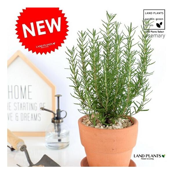 商品発送元：LAND PLANTSフラワー・ガーデニング●植替え不要　●ヤシ繊維付き　●育て方カード付き『 オシャレなローズマリーを育てませんか？　ベランダやお庭に素敵なワンポイントを！ 』風合いのあるテラコッタ鉢に　こだわりの土を使い植え...