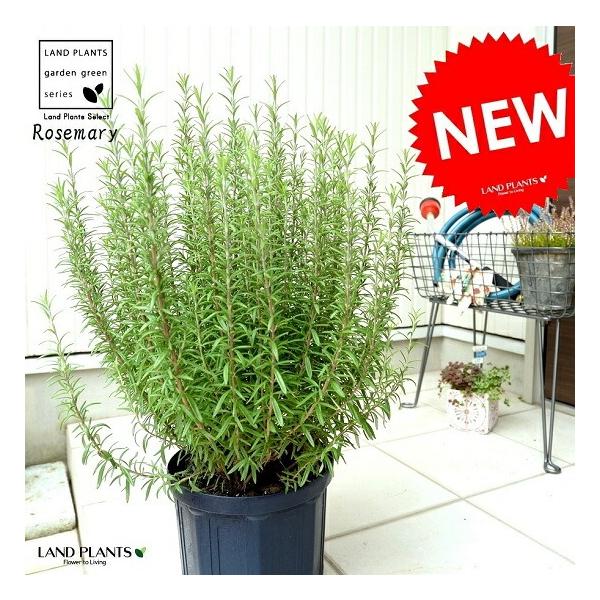 商品発送元：LAND PLANTSフラワー・ガーデニング*お水をあげれば・ぐんぐん成長します！*　　　冬も外でOK♪『 爽やかな香りのローズマリー　大型の８号サイズでお庭にアクセントを♪ 』植替えいらずが◎ ●虫よけ効果あり！　●お料理に使...
