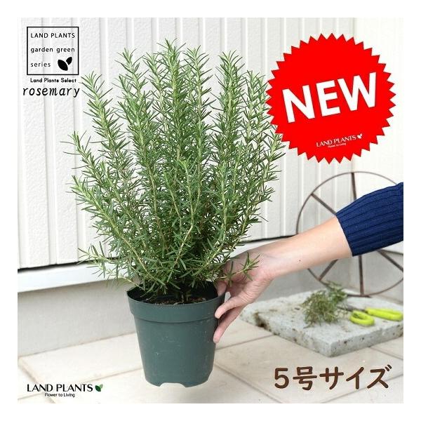 商品発送元：LAND PLANTSフラワー・ガーデニング*お水をあげれば・ぐんぐん成長します！*　　　冬も外でOK♪『 爽やかな香りのローズマリー　お庭や玄関にアクセントを♪ 』植替えいらずが◎ ●虫よけ効果あり！　●お料理に使えます♪　●...
