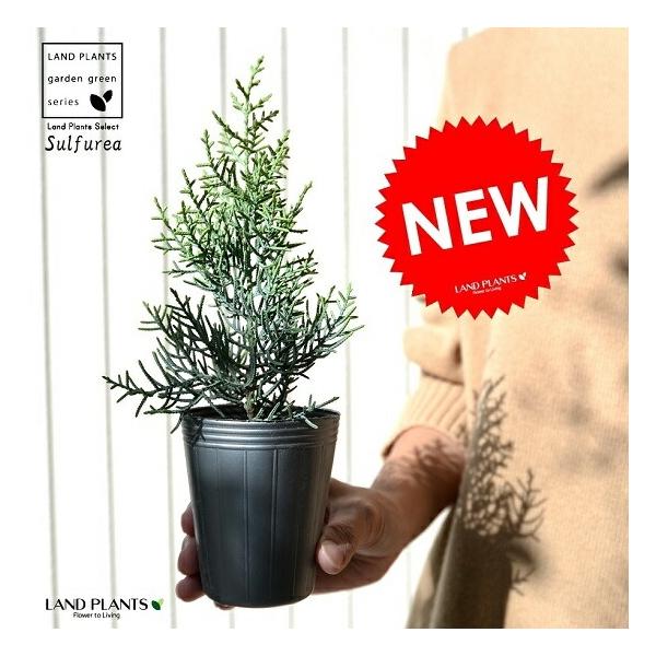 商品発送元：LAND PLANTSフラワー・ガーデニング病害虫も少なく強い種類の樹です。　　    　　   成長すると4ｍを越す高木となり、                             　　　　   お庭のシンボルツリーとして...