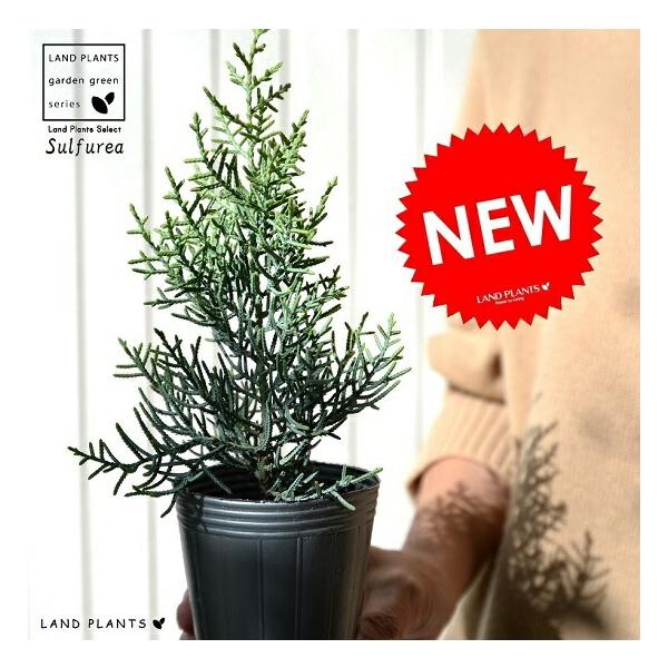 商品発送元：LAND PLANTSフラワー・ガーデニング病害虫も少なく強い種類の樹です。　　    　　   成長すると4ｍを越す高木となり、                             　　　　   お庭のシンボルツリーとして...