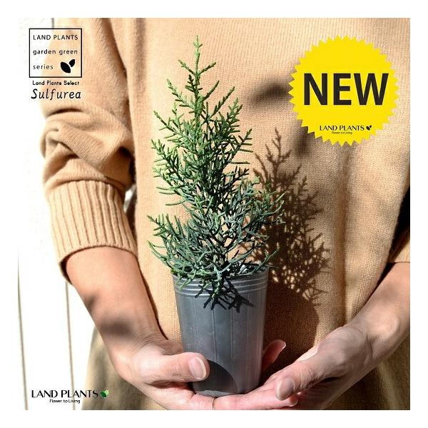 商品発送元：LAND PLANTSフラワー・ガーデニング病害虫も少なく強い種類の樹です。　　    　　   成長すると4ｍを越す高木となり、                             　　　　   お庭のシンボルツリーとして...