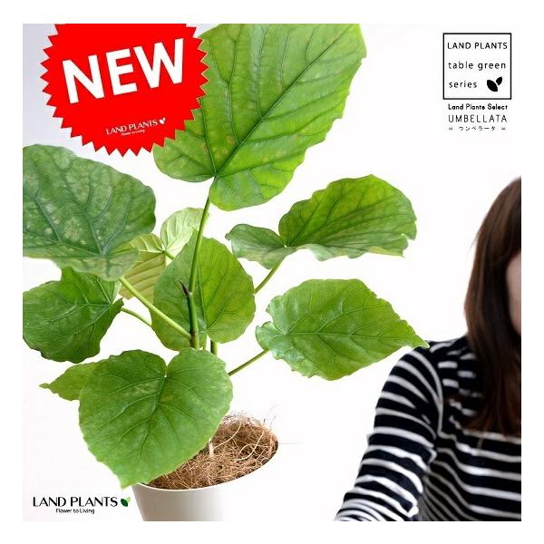 商品発送元：LAND PLANTSフラワー・ガーデニング●メッセージカード無料です。　●ラッピング無料です。人気のウンベラータに卓上サイズが登場です！◆　大きなサイズはスペースが無いなぁ…　◆　まずは手頃な価格とサイズの植物を育ててみたいな...