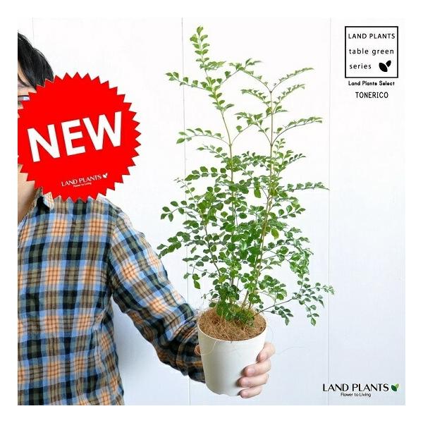 商品発送元：LAND PLANTSフラワー・ガーデニング病害虫も少なく強い種類の樹です。　　    　　   成長すると10ｍを越す高木となり、                             　　　　   お庭のシンボルツリーとし...