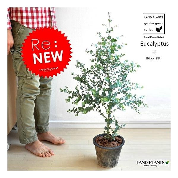 商品発送元：LAND PLANTSフラワー・ガーデニング●植替え不要　●ココファイバー　●育て方カード付き『 ユーカリの樹を育てませんか？　ベランダやお庭に素敵なワンポイントを！ 』風合いのあるテラコッタ鉢に　こだわりの土を使い植え込みまし...