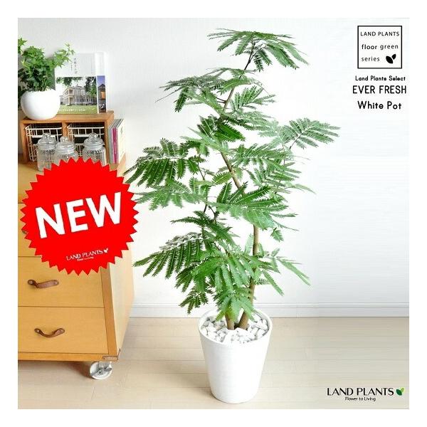 商品発送元：LAND PLANTSフラワー・ガーデニング●植替え不要　●受け皿付属　●天然の飾り石　●育て方カード付『 清潔感あふれるお洒落なグリーン　お部屋の印象ＵＰ↑　陶器のよう高品質のプラスチック鉢が◎ 』「当店 人気の観葉植物！　ね...