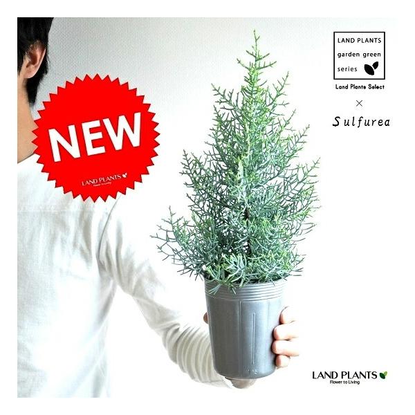 商品発送元：LAND PLANTSフラワー・ガーデニング病害虫も少なく強い種類の樹です。　　    　　   成長すると4ｍを越す高木となり、                             　　　　   お庭のシンボルツリーとして...