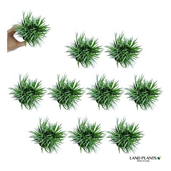 商品発送元：LAND PLANTSフラワー・ガーデニンググランドカバーにおすすめです♪タマリュウ　苗ポット　10苗セット