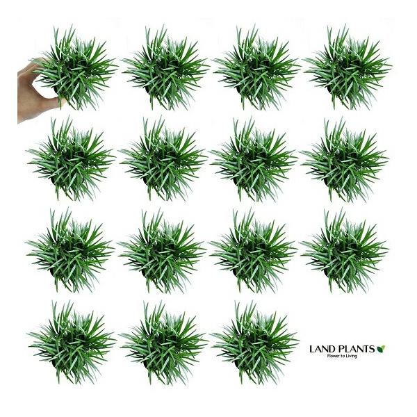商品発送元：LAND PLANTSフラワー・ガーデニンググランドカバーにおすすめです♪タマリュウ　苗ポット　15苗セット
