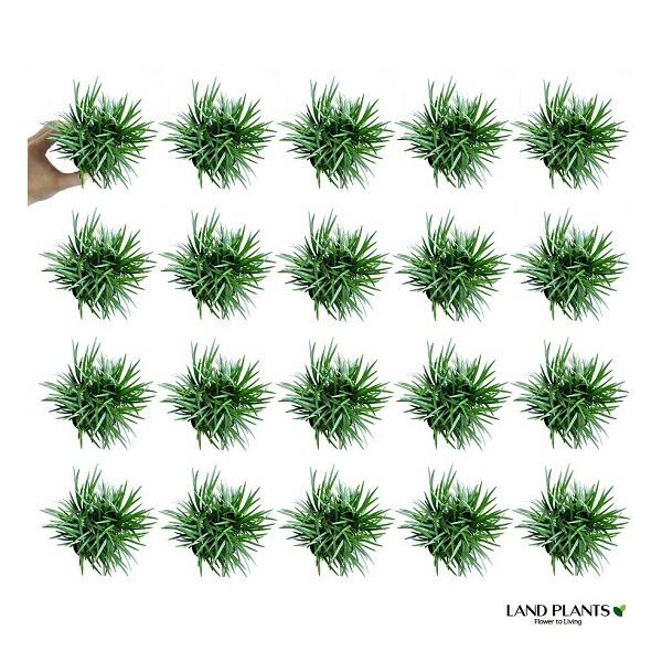 商品発送元：LAND PLANTSフラワー・ガーデニンググランドカバーにおすすめです♪タマリュウ　苗ポット　20苗セット
